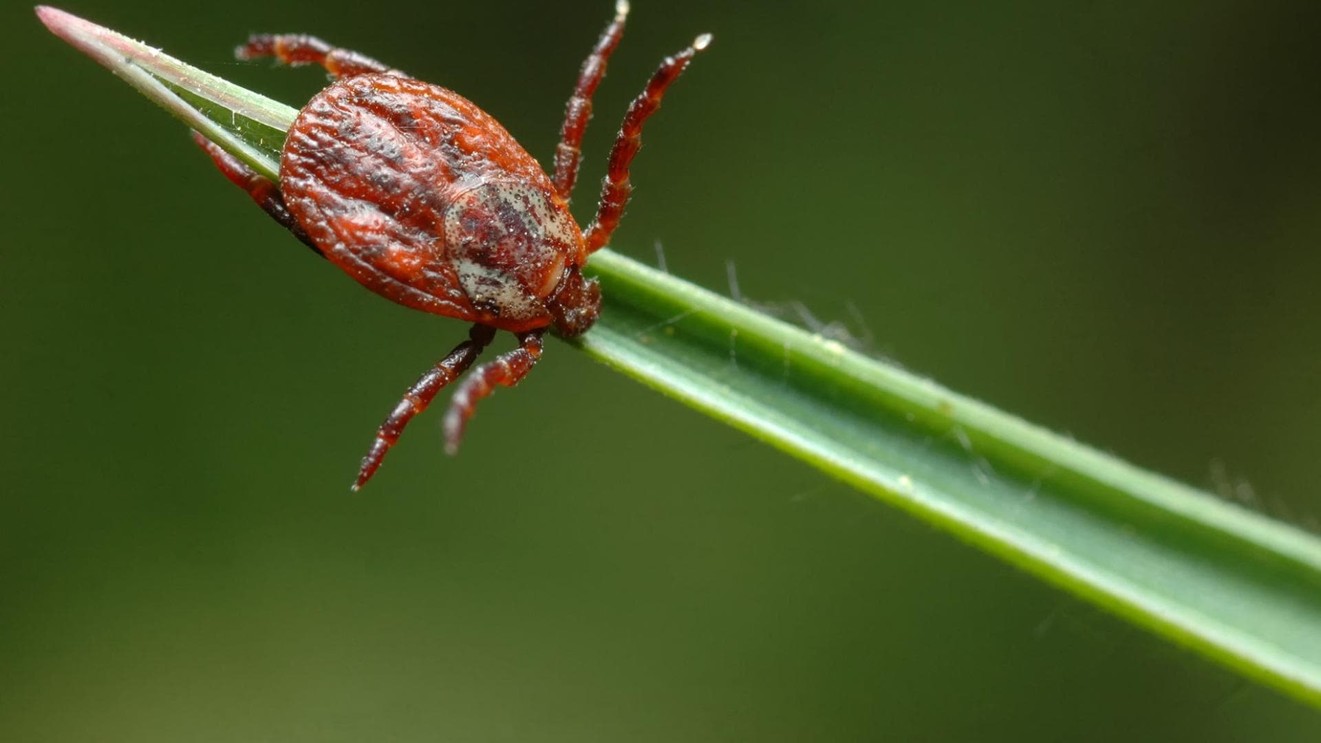Vorsicht auf Wiesen: Grasmilben sorgen für fiesen Ausschlag