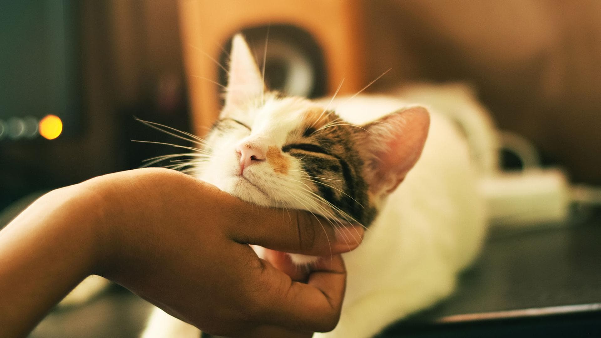 Daran erkennen wir, ob unsere Katze glücklich ist