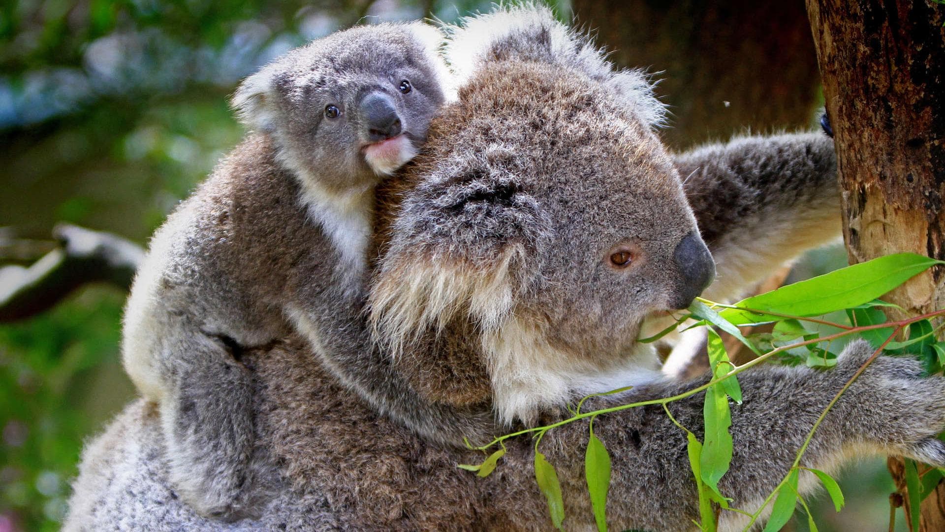 So niedlich: Das sind die 11 süßesten Tierbabys!