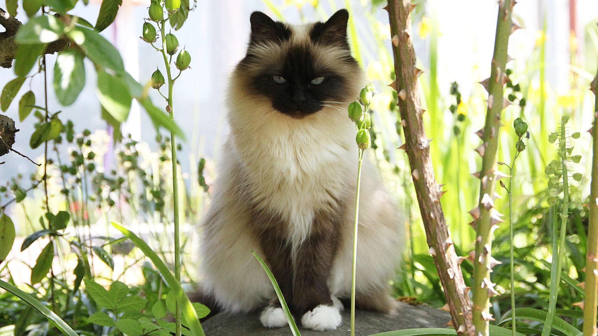 4 Katzenrassen, die ein besonders langes Fell haben