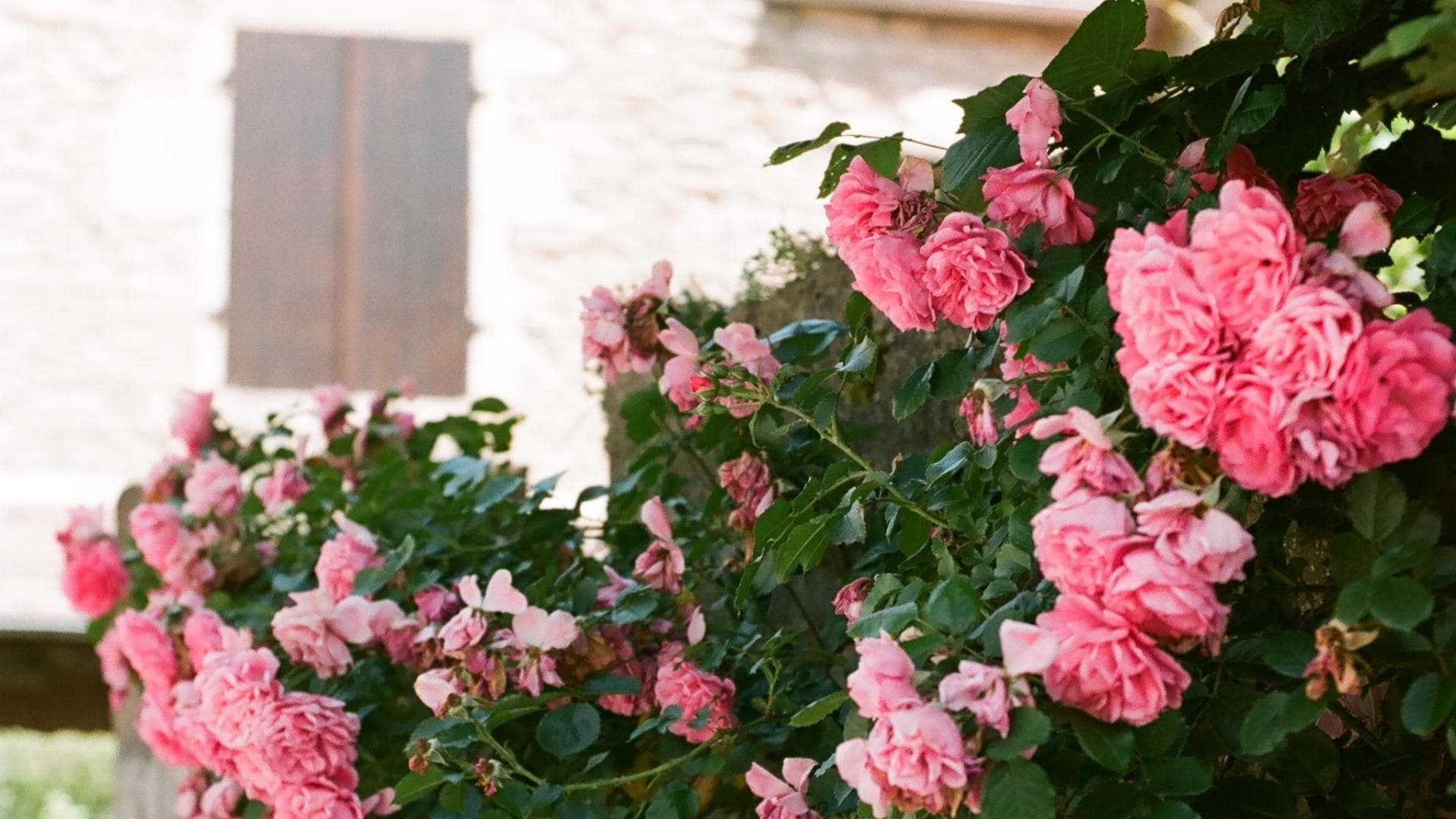 Balkon und Garten: 6 nützliche Tipps für schöne Rosen