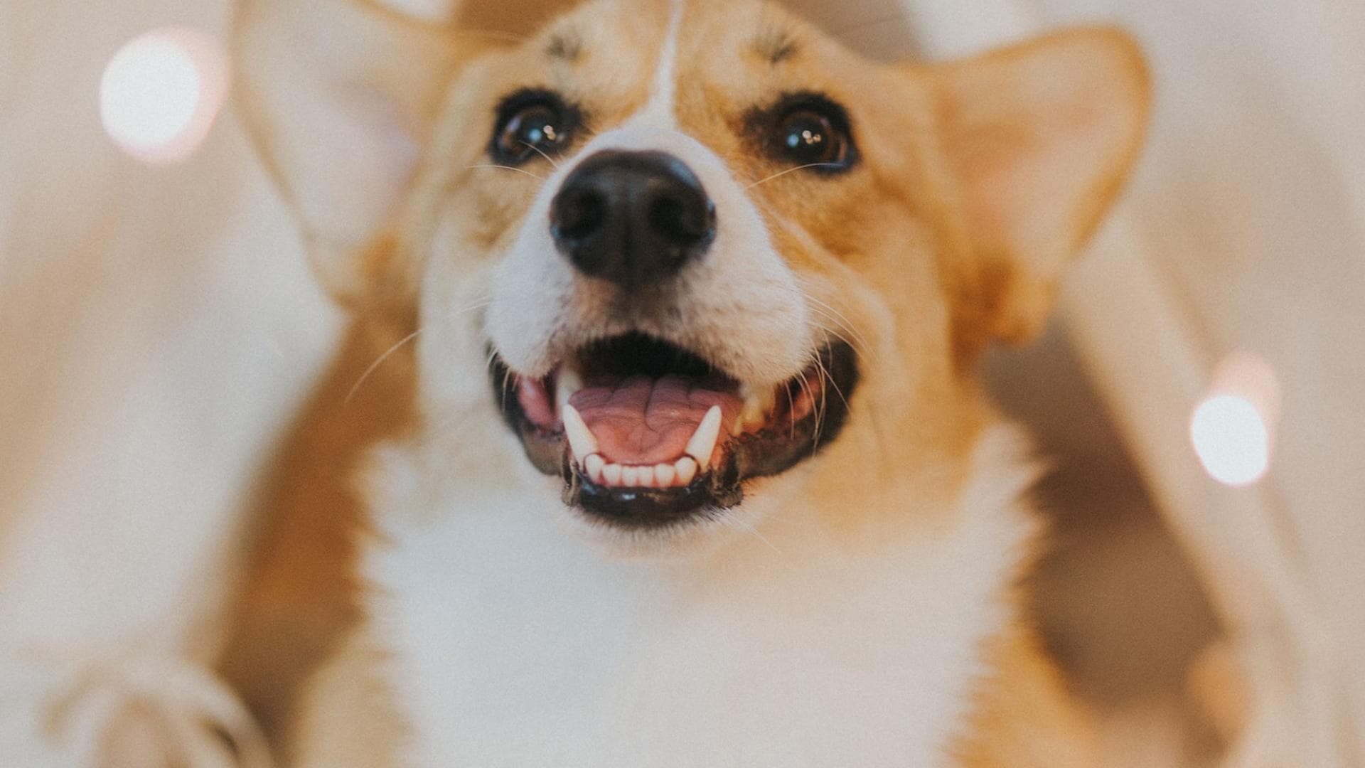 Können Hunde lachen?