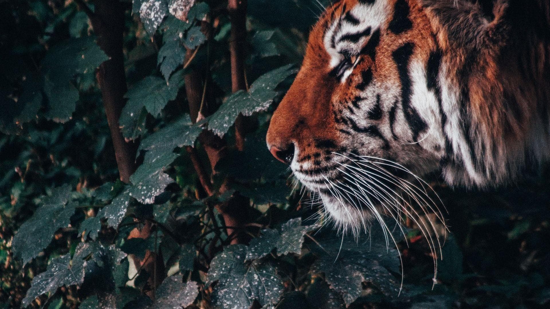 Tigerbalsam: Alles über das Wundermittel