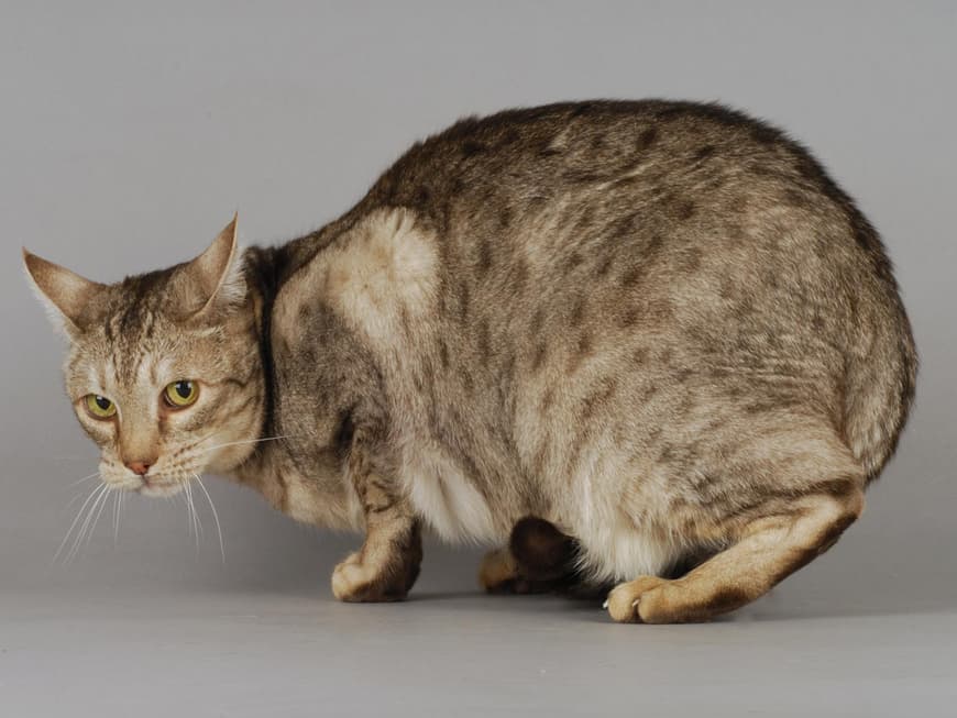 Diese 4 Katzenrassen sind wirklich etwas ganz besonderes