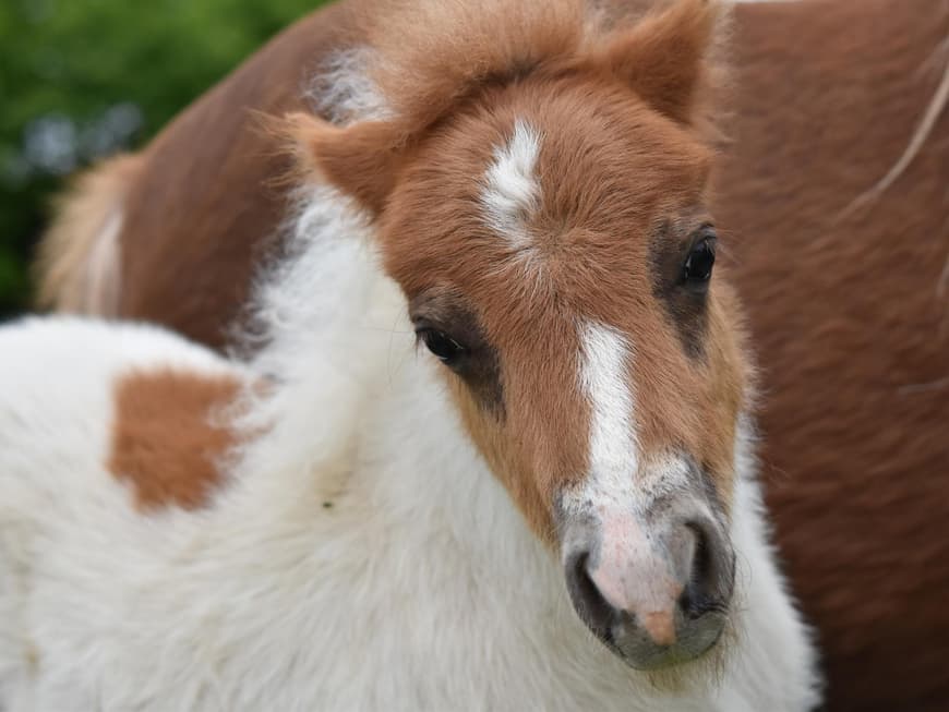 So niedlich: Das sind die 11 süßesten Tierbabys!