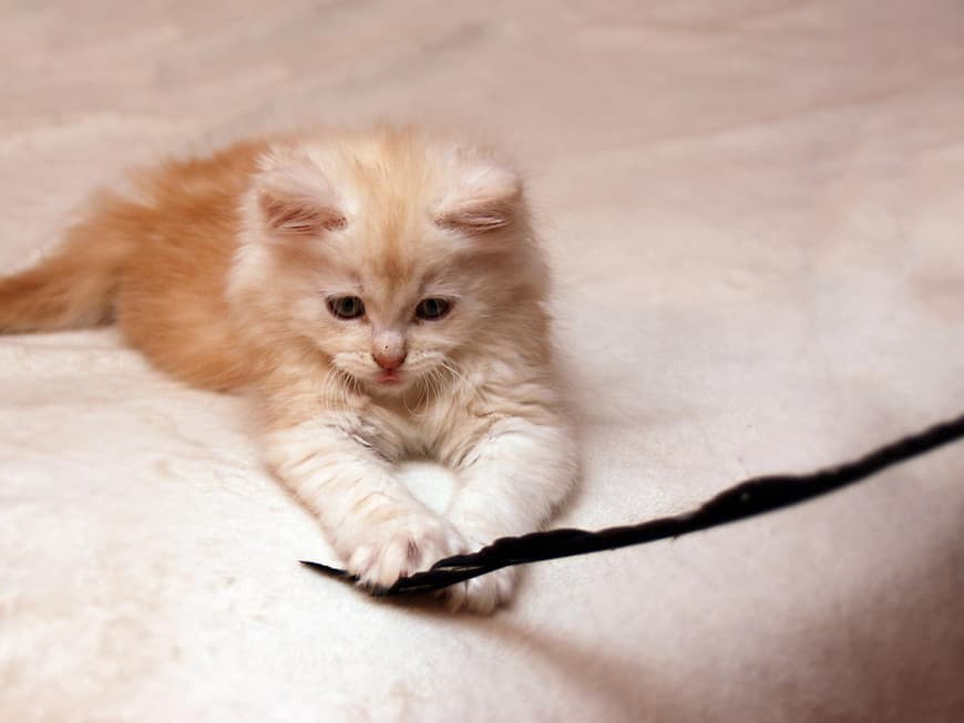 So niedlich: Das sind die 11 süßesten Tierbabys!