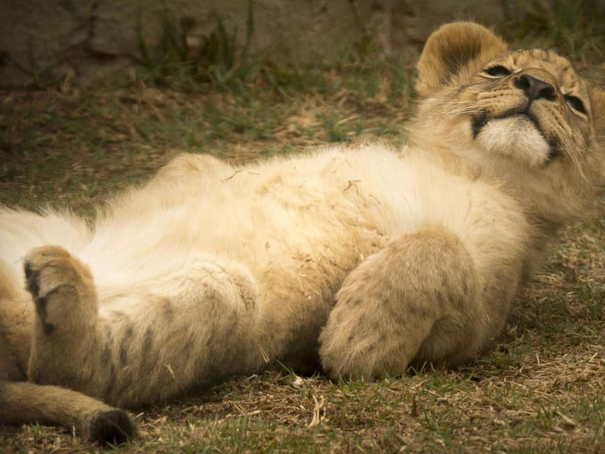 So niedlich: Das sind die 11 süßesten Tierbabys!