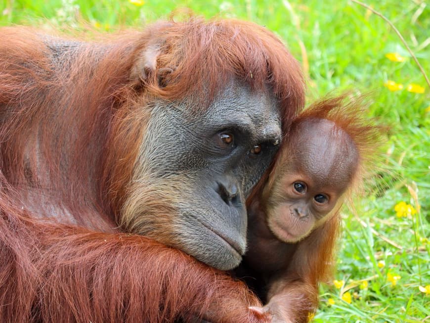 So niedlich: Das sind die 11 süßesten Tierbabys!