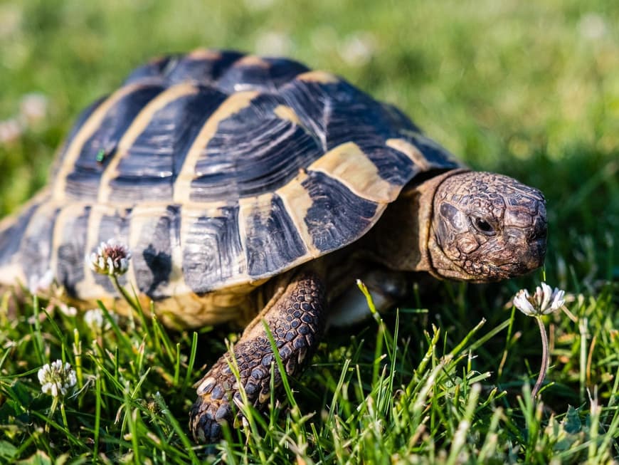 4 Haustiere, die besonders leicht zu halten sind