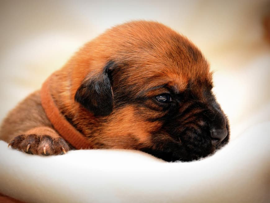 So niedlich: Das sind die 11 süßesten Tierbabys!