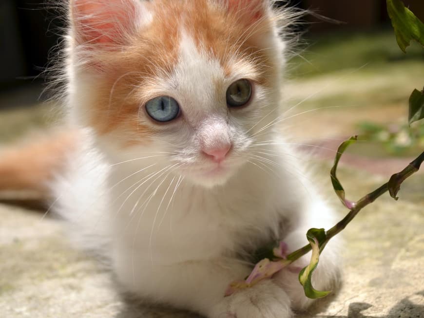 4 Katzenrassen, die besonders viel miauen