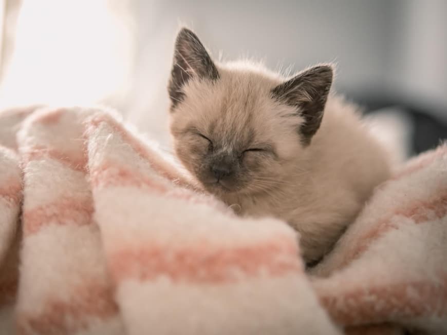 Katzenbilder: Hier kommen die 25 süßesten Katzenbabys