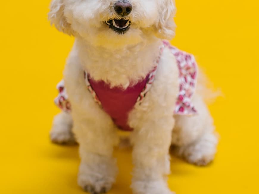 Die beliebtesten kleinen Hunderassen