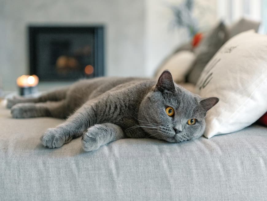 Verschmuste Katzenrassen: Diese 6 Katzen kuscheln gerne