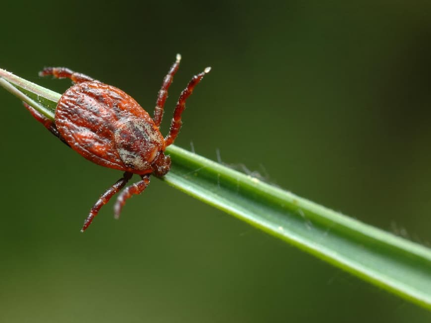 Vorsicht auf Wiesen: Grasmilben sorgen für fiesen Ausschlag
